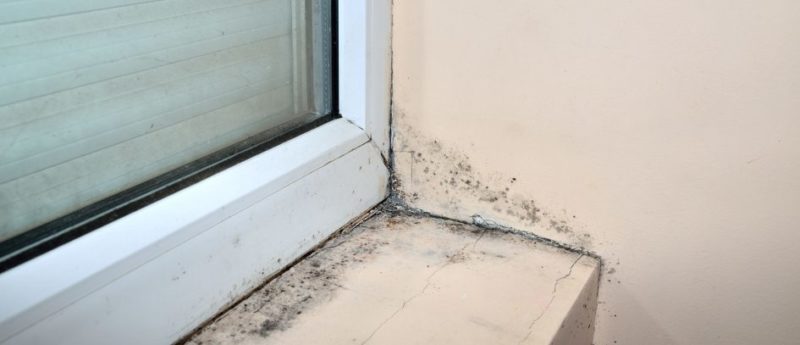 Mold Removal Guide: How to Detect and Remove Mold from Window Casings